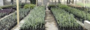 Claves para construcción y diseño de un vivero forestal – Federación ...